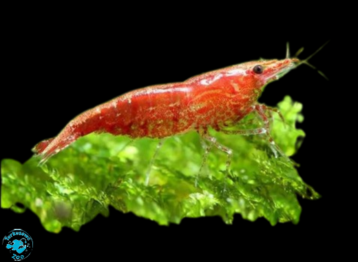 KREWETKA RED CHERRY (NEOCARIDINA) Turkusowe Zoo